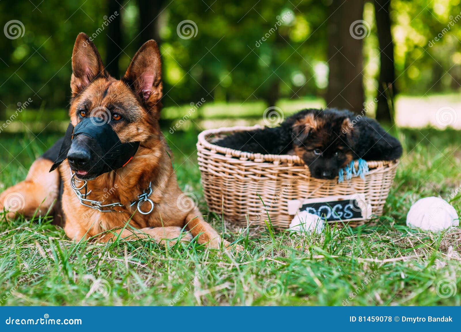 Small German Shepherds stock photo. Image of childhood - 81459078