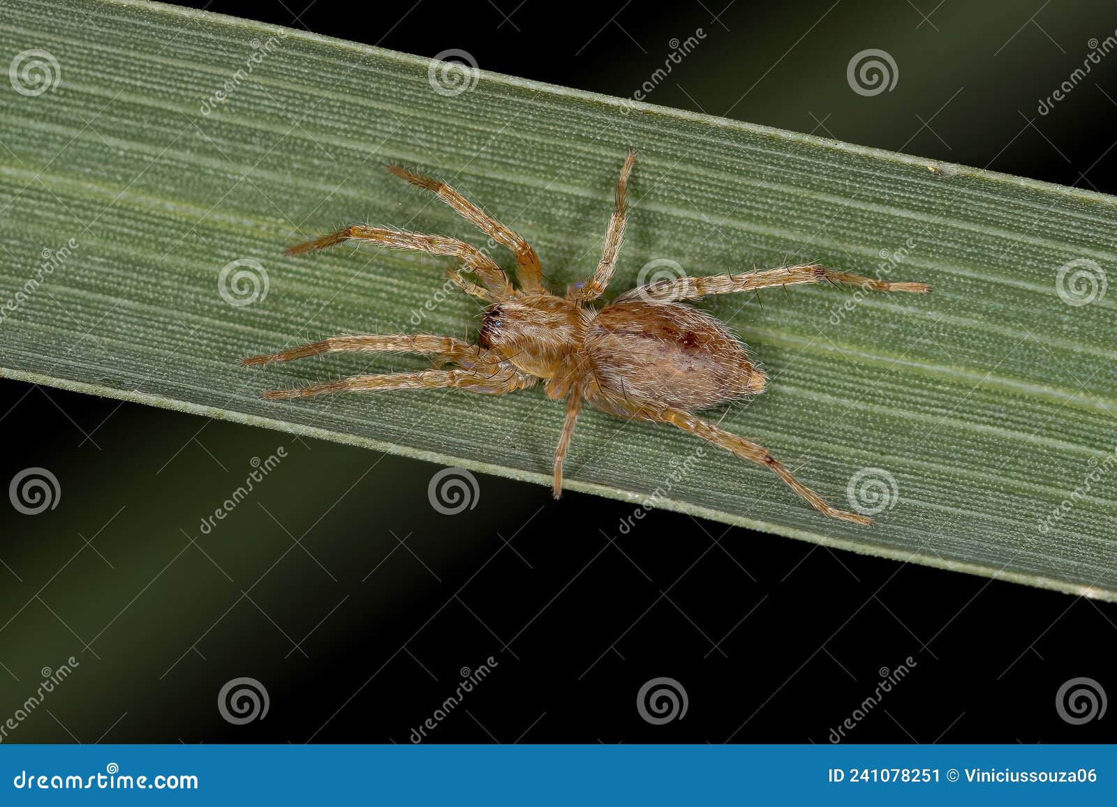 Small Ghost Spider stock image. Image of creepy, arthropod - 241078251