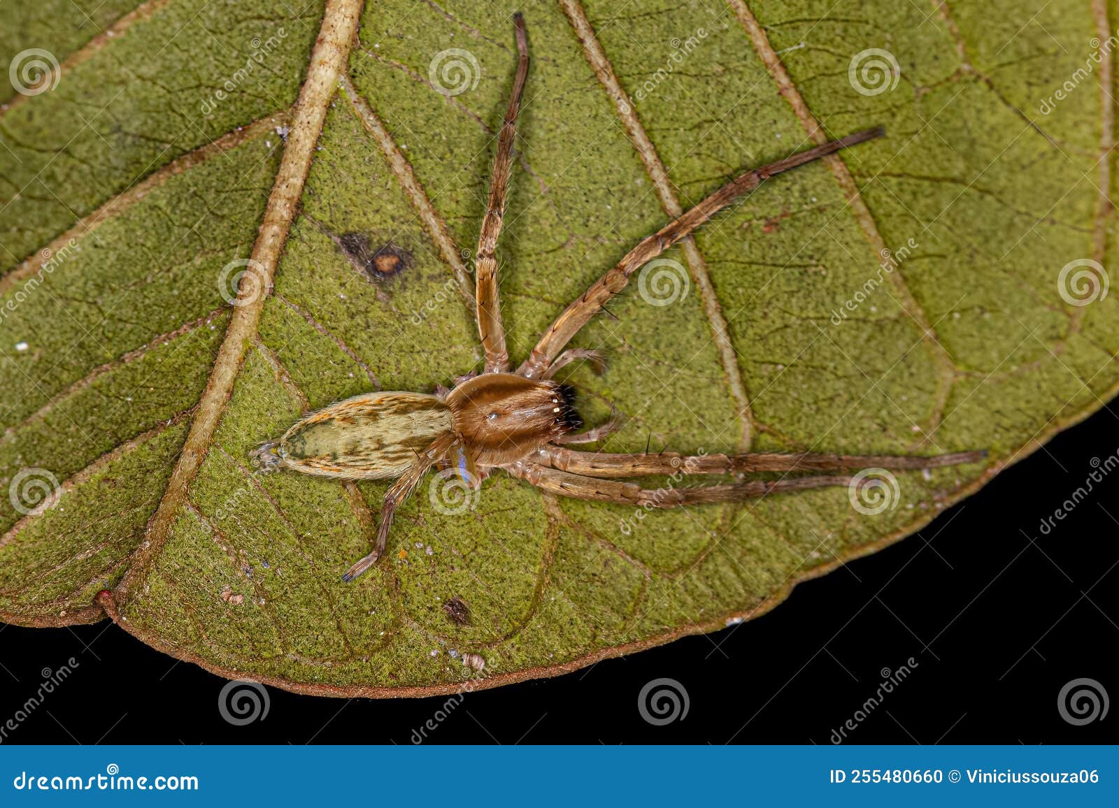 Small Ghost Spider stock photo. Image of animal, arachnids - 255480660