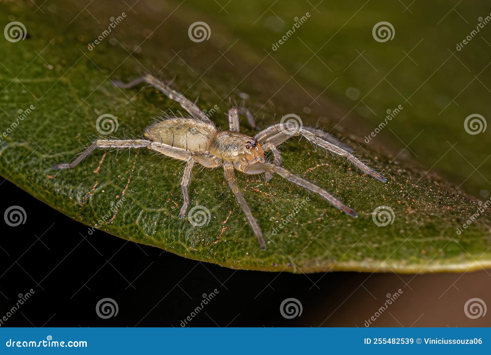 Small Ghost Spider stock image. Image of green, araneae - 255482539
