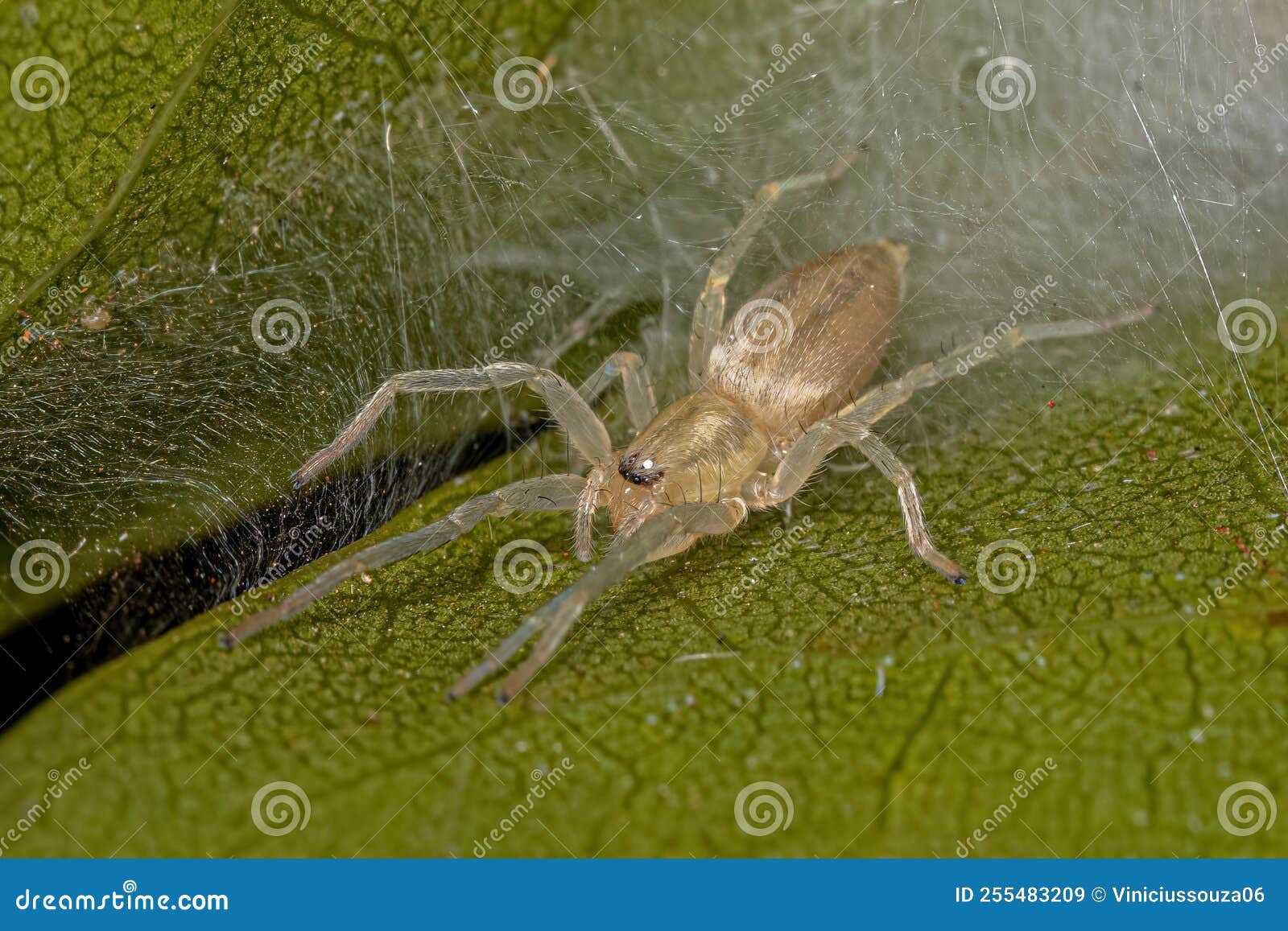 Small Ghost Spider stock image. Image of arachnids, detail - 255483209