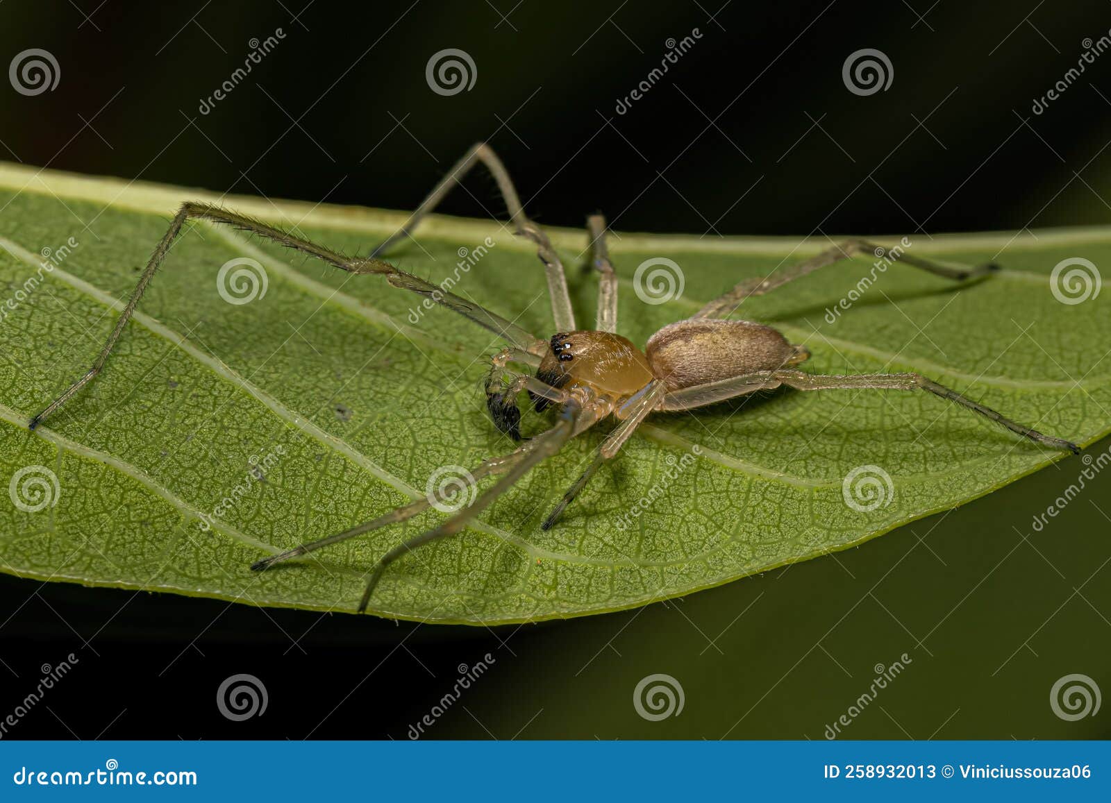 Small Ghost Spider stock image. Image of entelegynes - 258932013