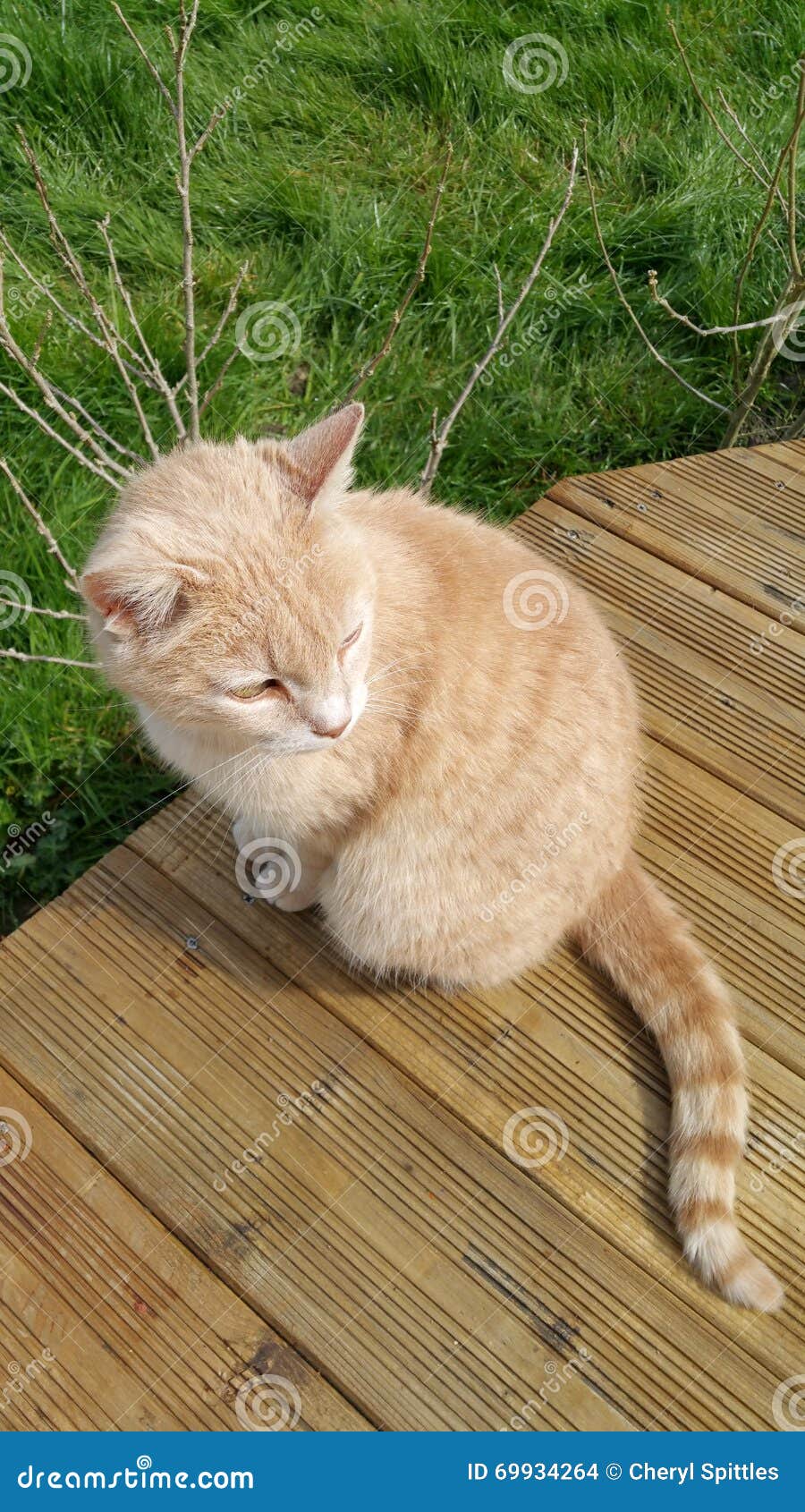Pale Ginger Cat