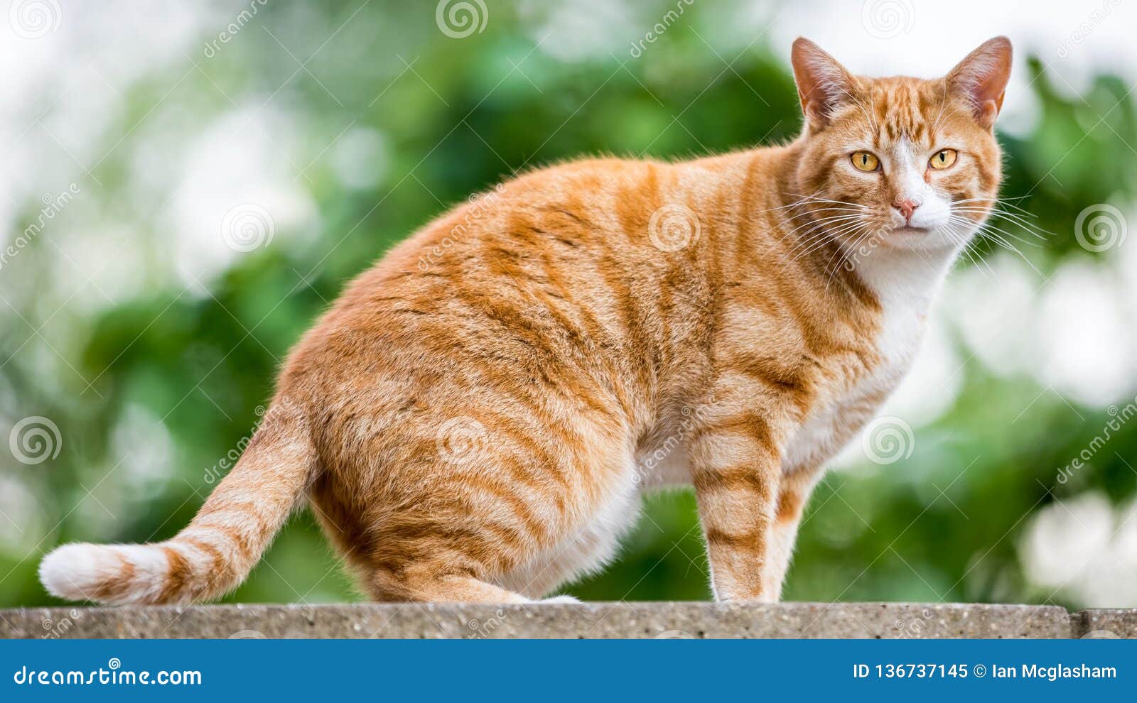 A Small Ginger Cat Standing on a Wall Looking at the Camera Stock Image ...