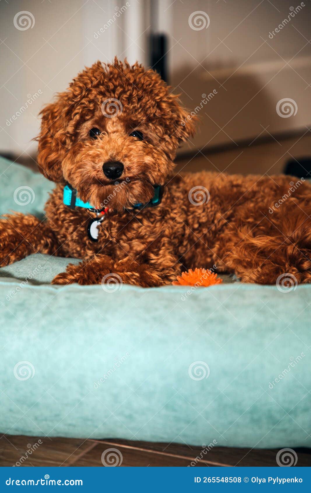 A Small Ginger Curly Poodle Dog Lies in the Blue Dog Bed Stock Photo ...