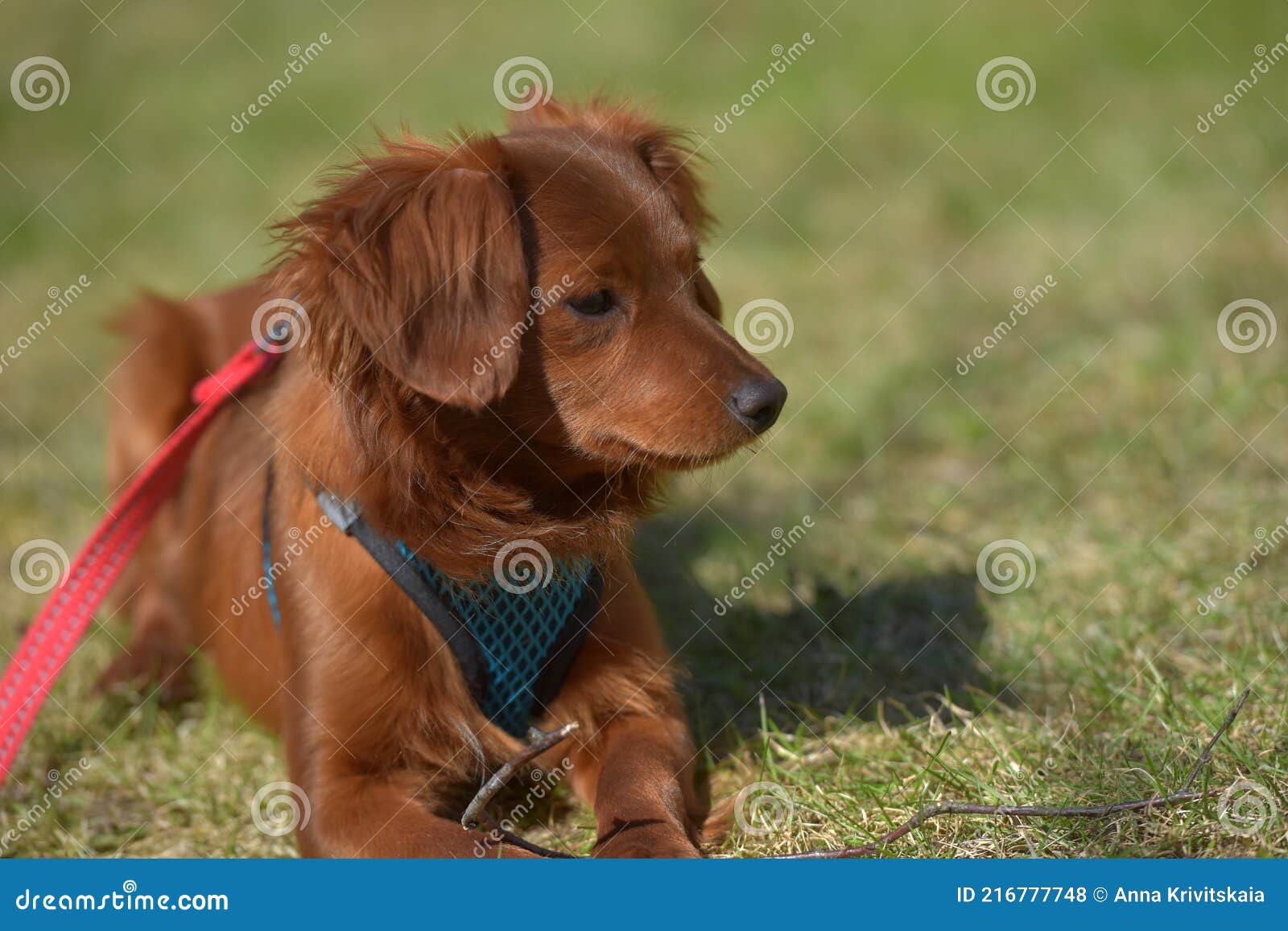 Small Ginger Dog of the Nevskaya Orchid Breed Stock Photo - Image of ...