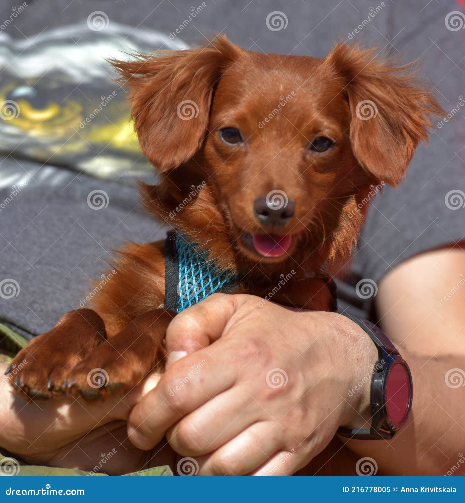 Small Ginger Dog of the Nevskaya Orchid Breed Stock Image - Image of ...