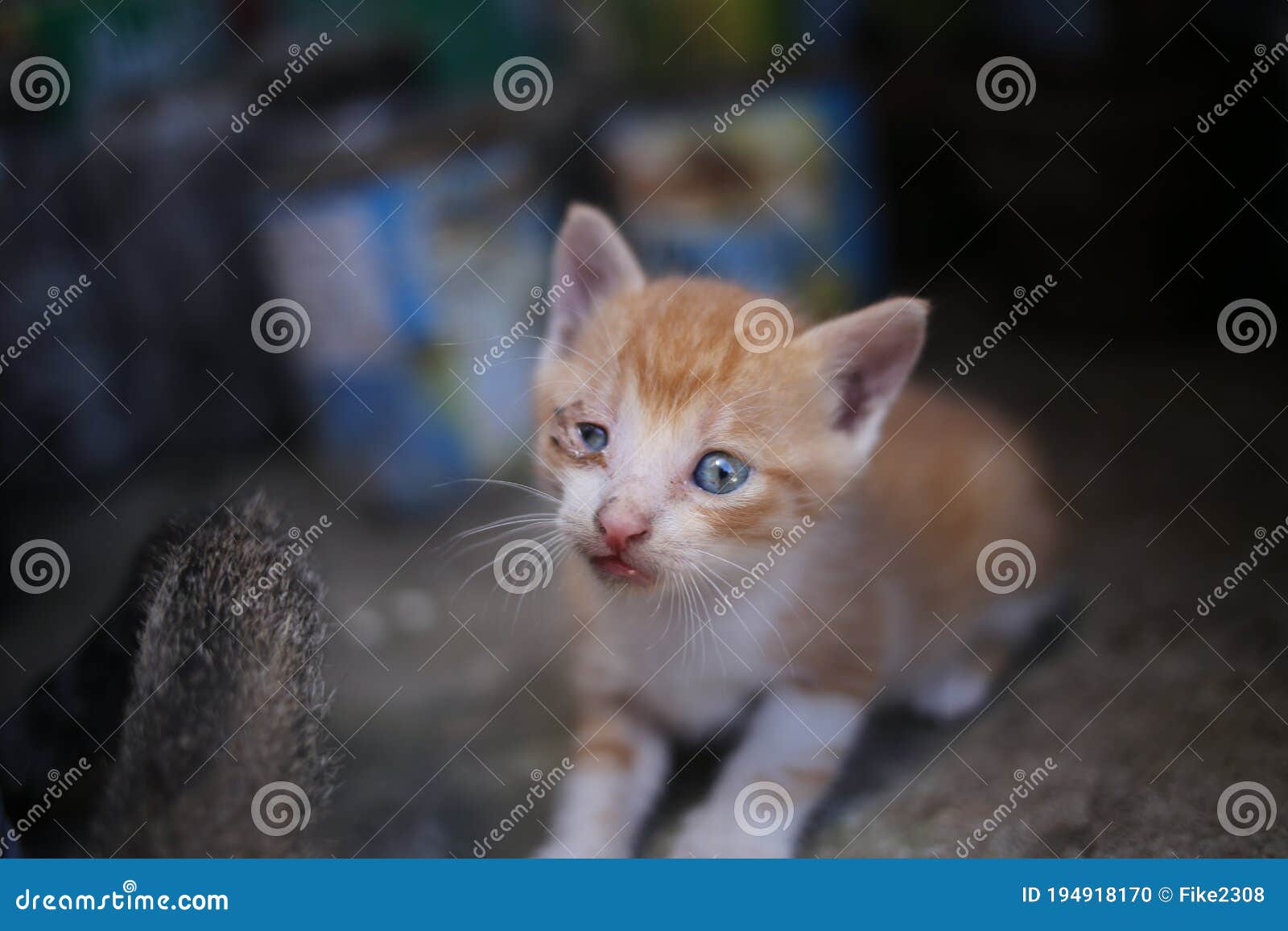 Small Ginger Kitten Outdoors Stock Photo - Image of pets, small: 194918170