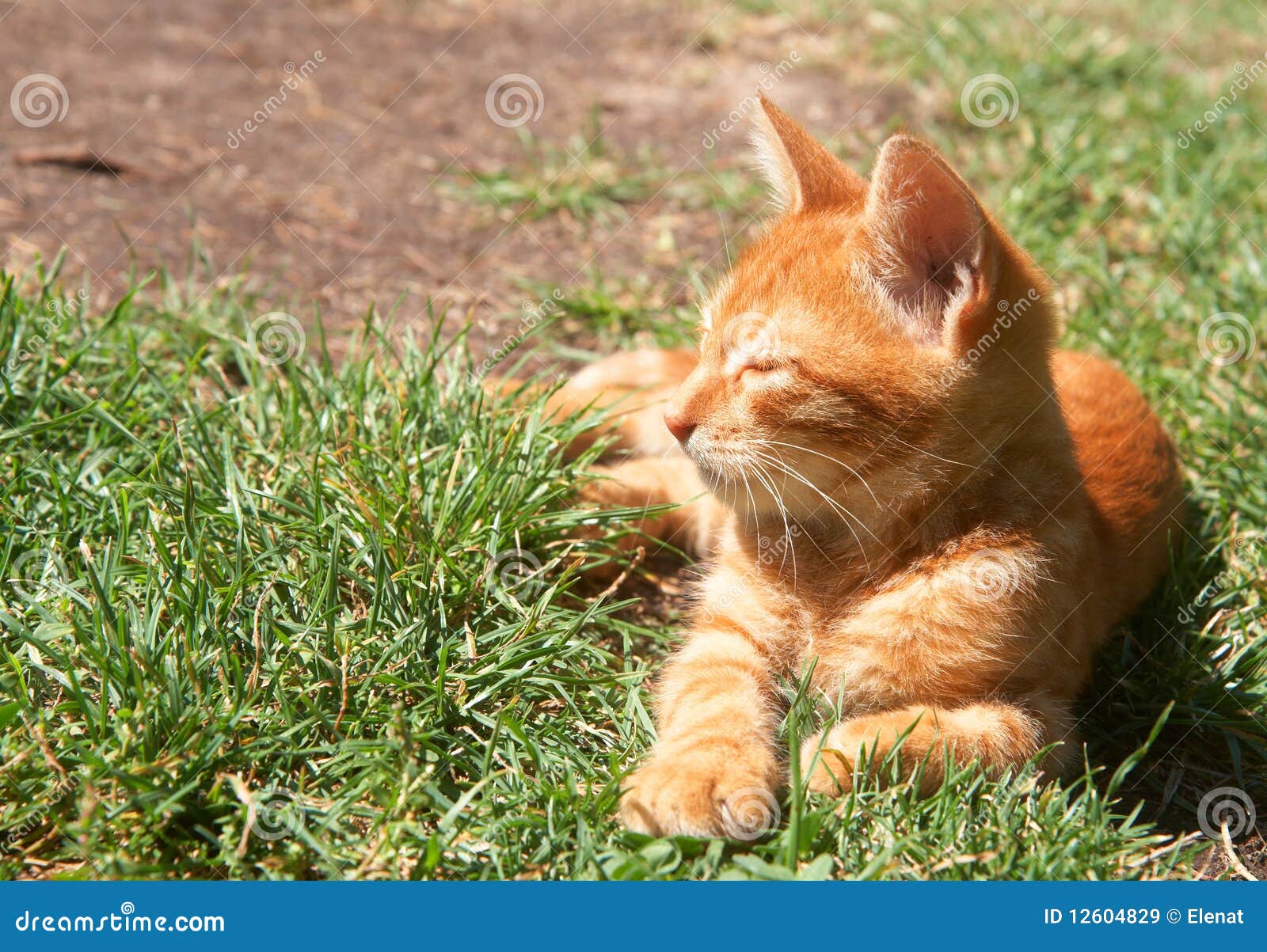 Small Ginger Kitten Sleeping on Grass Stock Image - Image of kitten ...