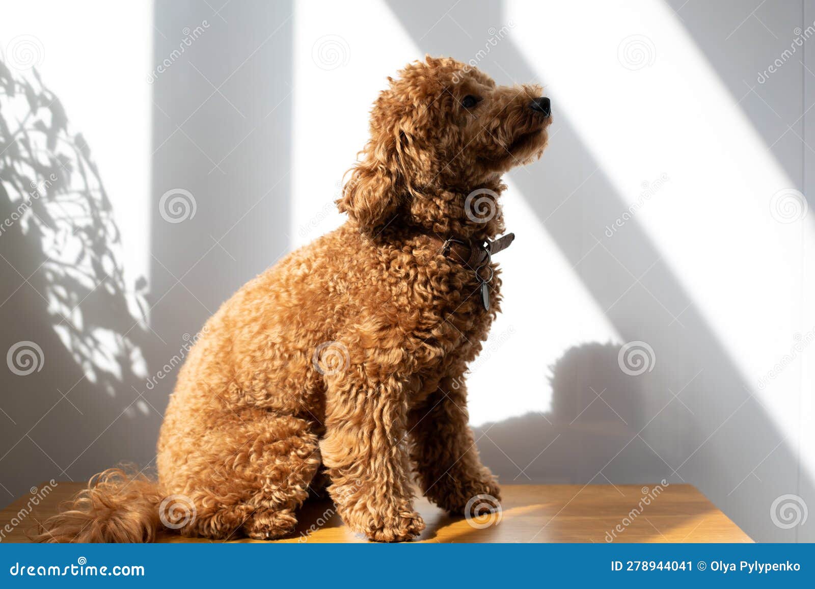 A Small Ginger Poodle Sits on Wooden Table in the Shadows of the ...
