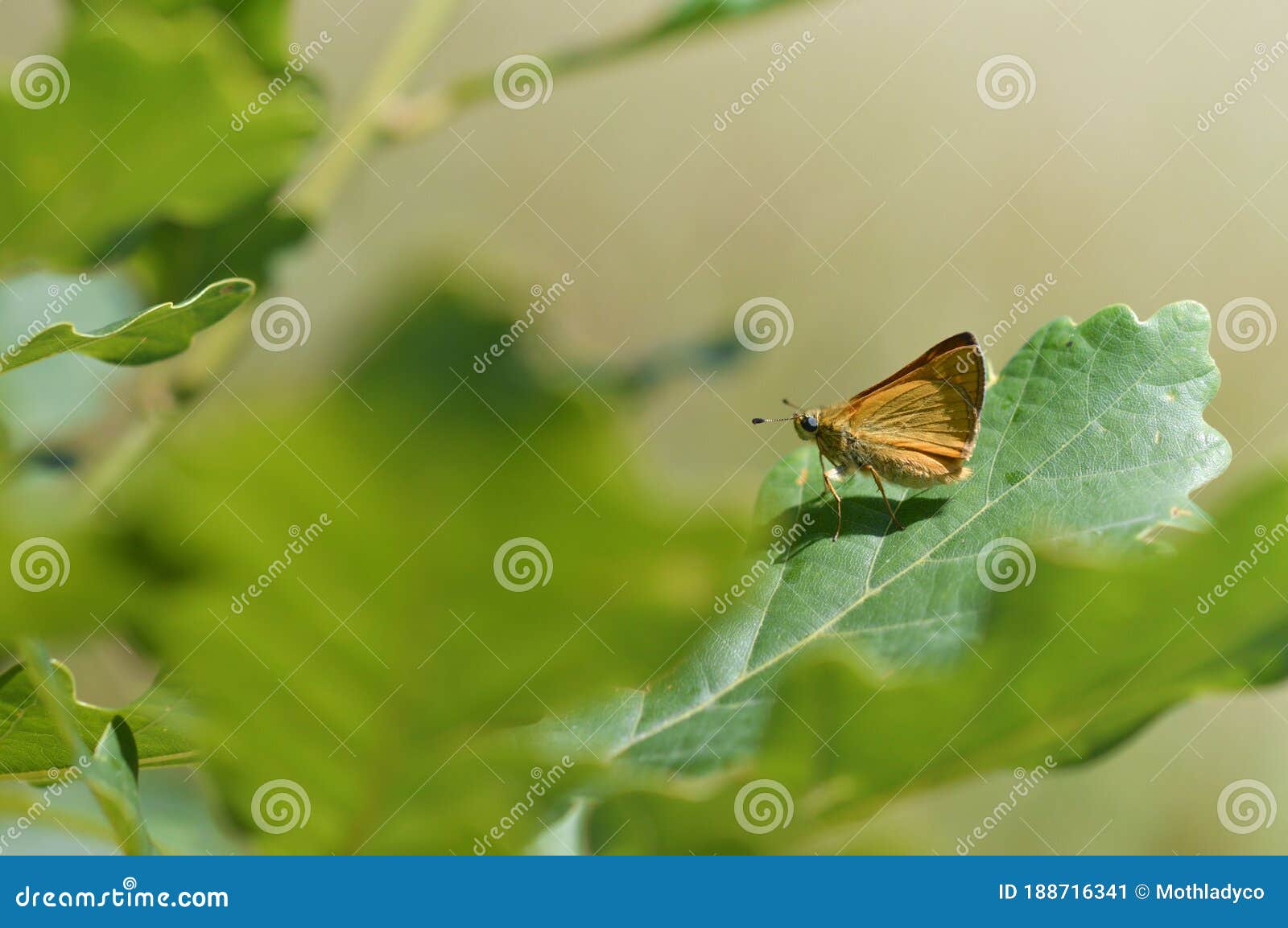 Ginger Skipper Stock Photos - Free & Royalty-Free Stock Photos from ...