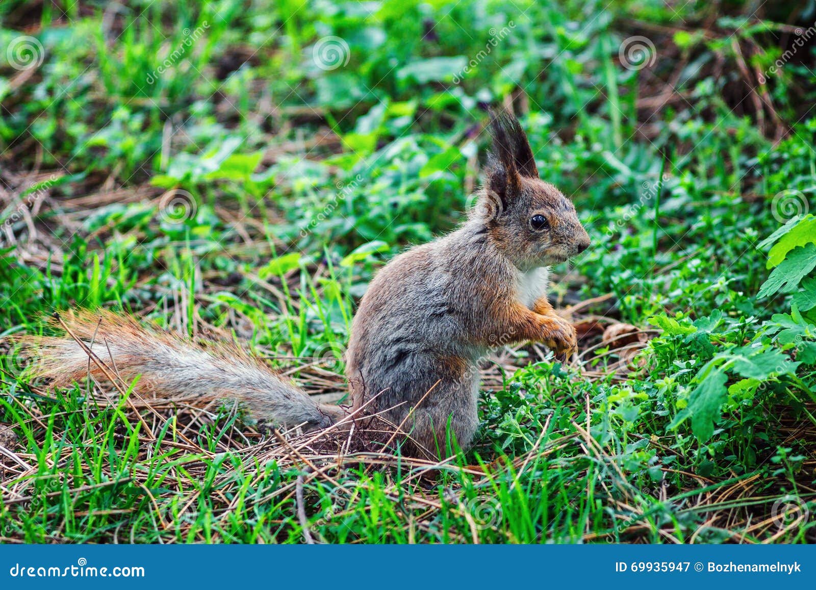 Small Ginger Squirrel in Park. Stock Image - Image of eating, beauty ...