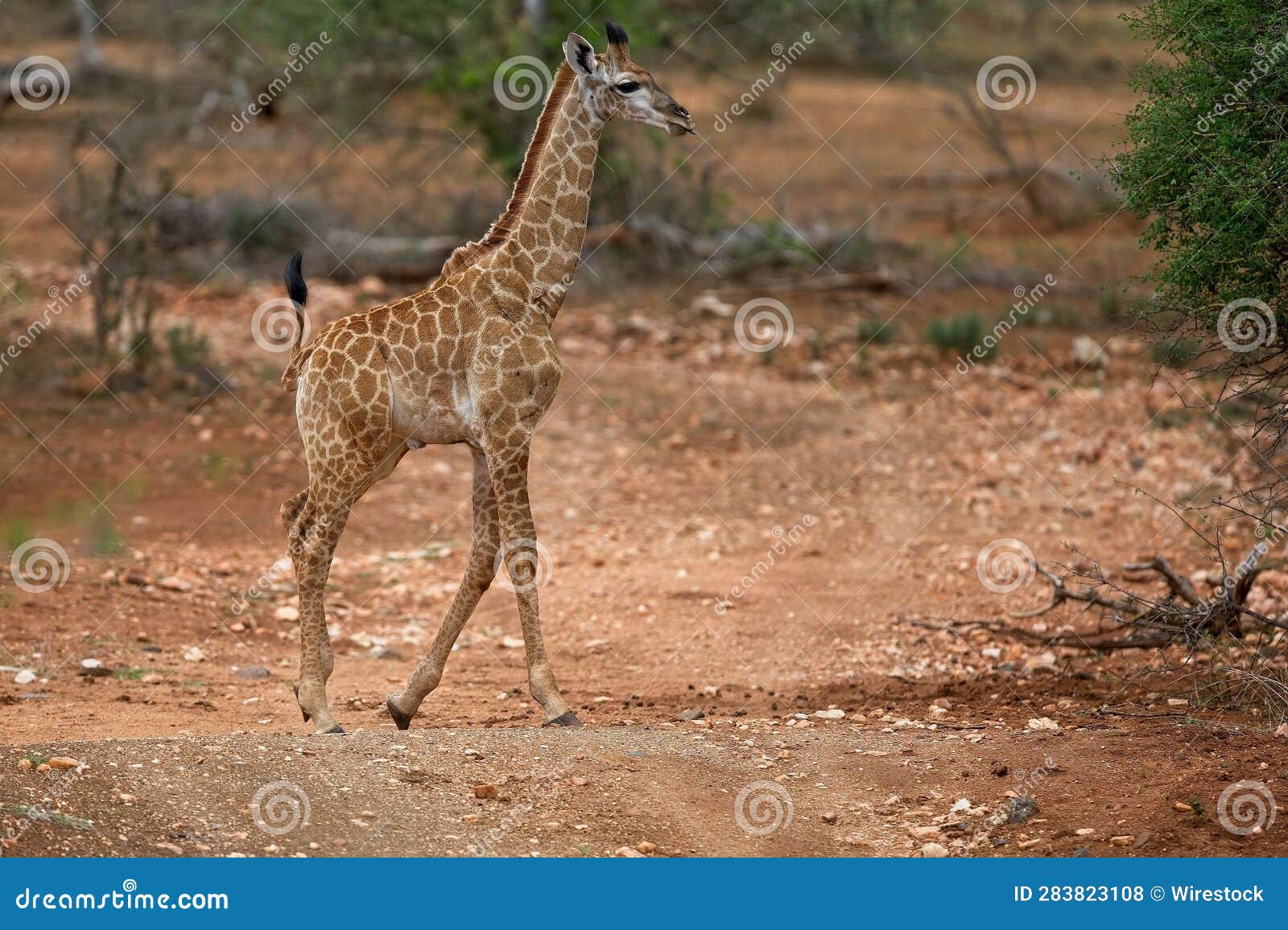 Small Giraffe in a Sandy Setting with Lush Trees in the Background ...