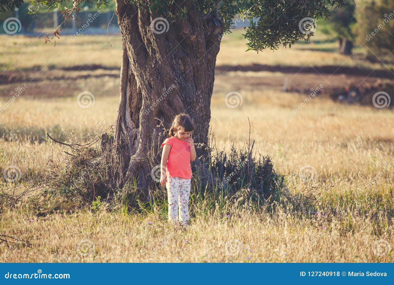 A Small Girl Under an Olive Tree Stock Photo - Image of child, summer ...
