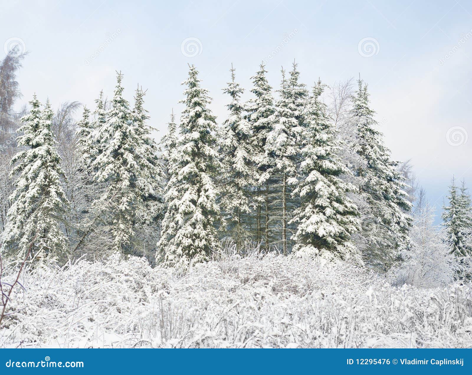 On Small Glade Fur-trees Grow Stock Photo - Image of outdoors, cloud ...