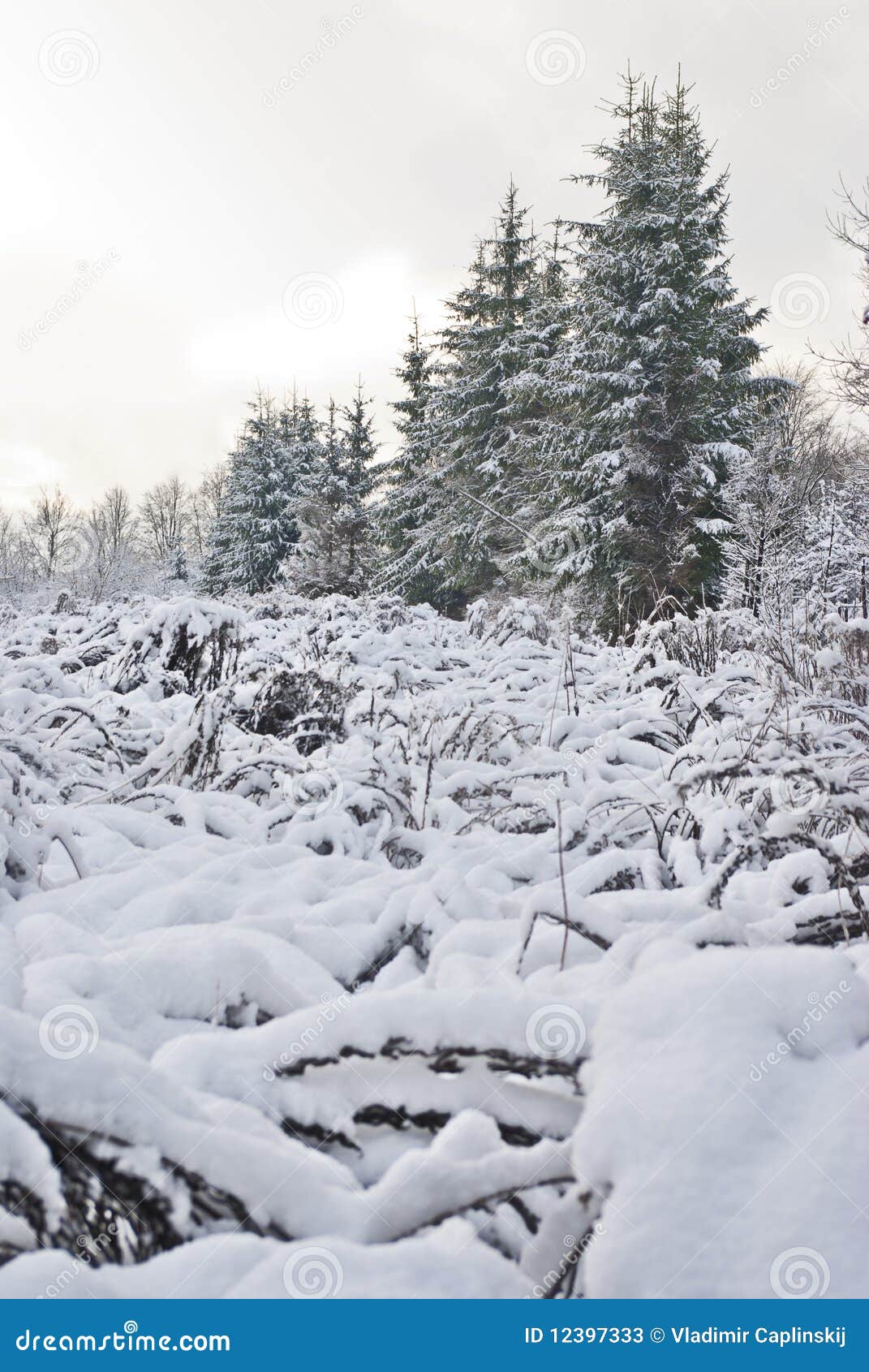 On Small Glade Fur-trees Grow. Stock Image - Image of cold, forest ...