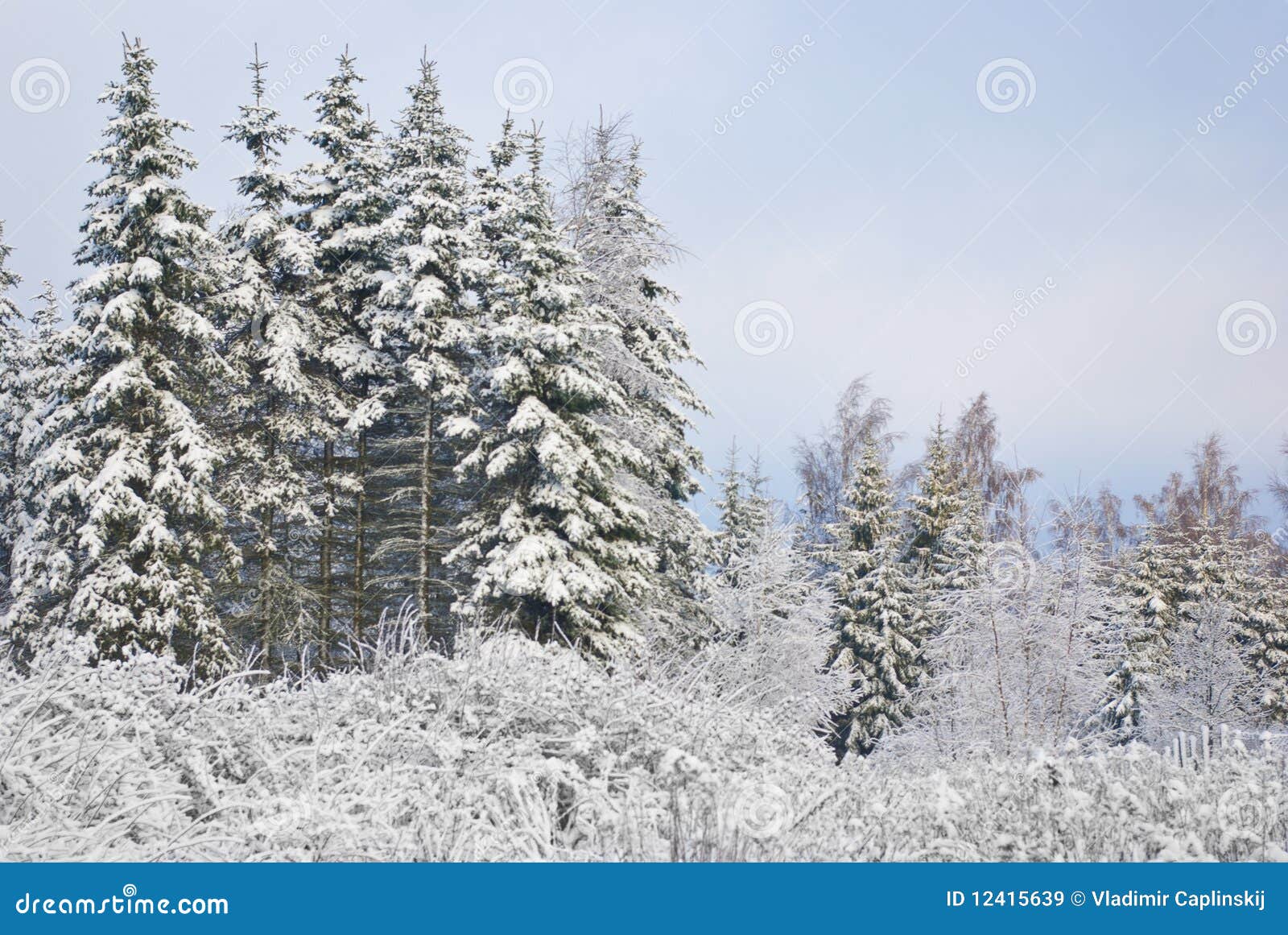 On Small Glade Fur-trees Grow Stock Image - Image of evergreen, branch ...