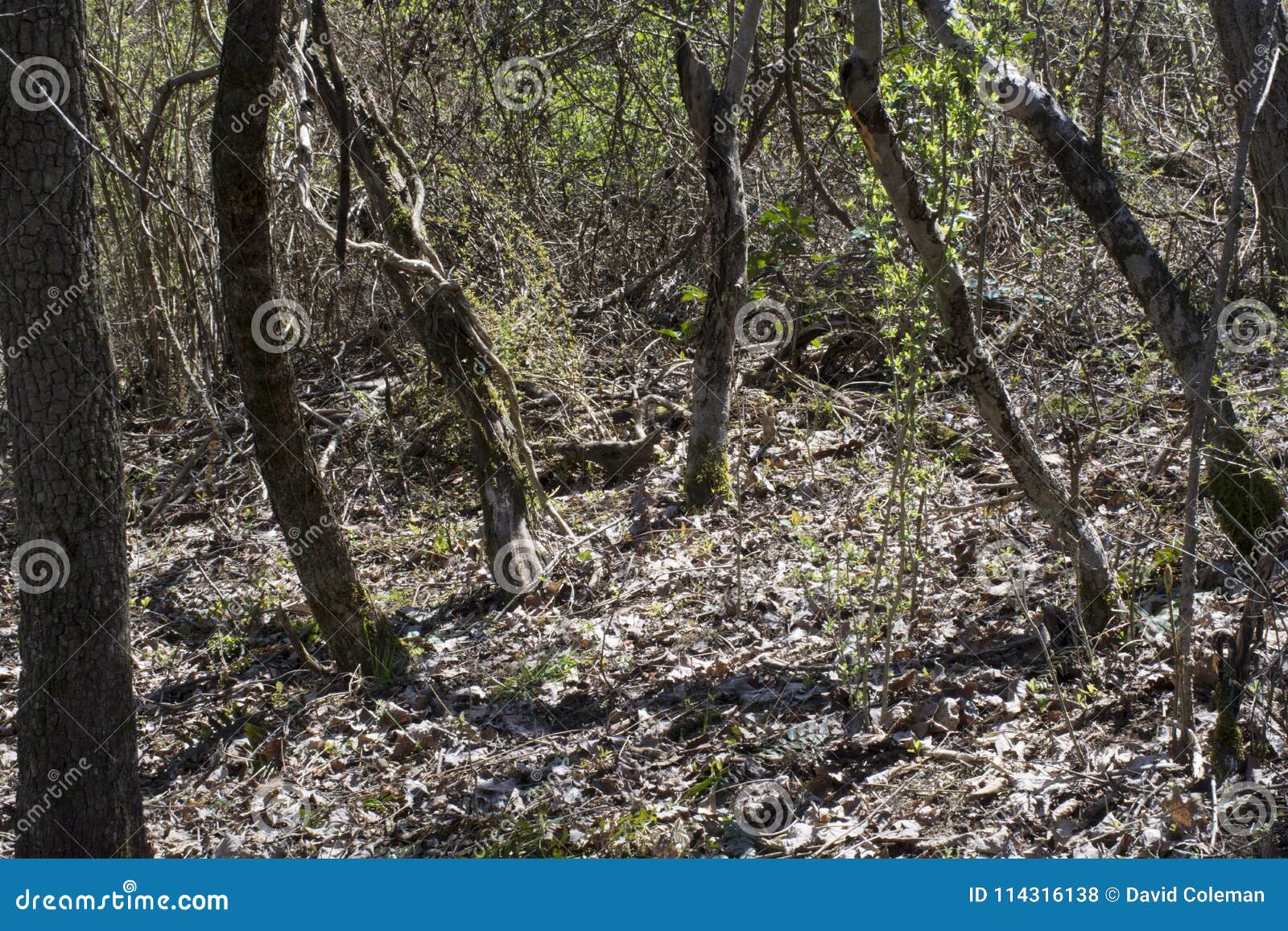 Small gnarled trees stock photo. Image of hiking, group - 114316138