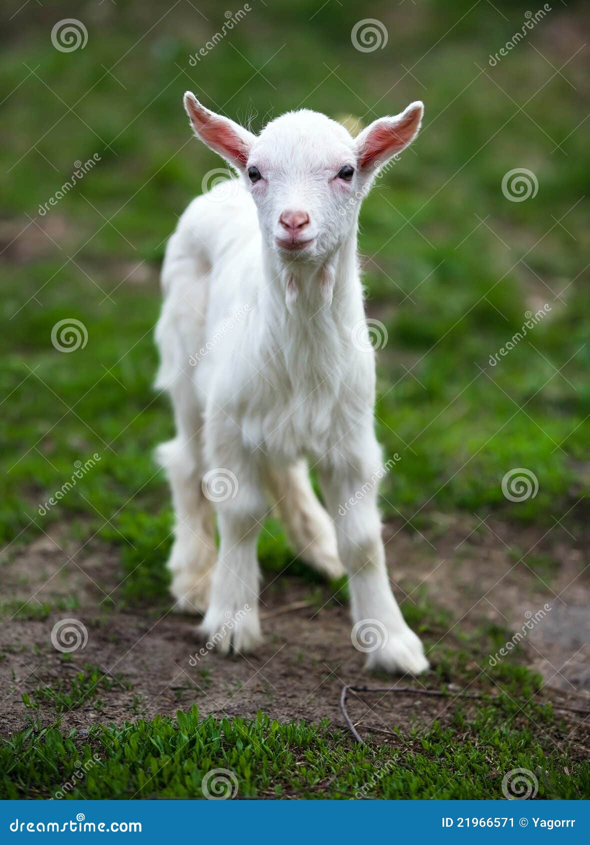 The small goat stock image. Image of rural, grass, goat - 21966571