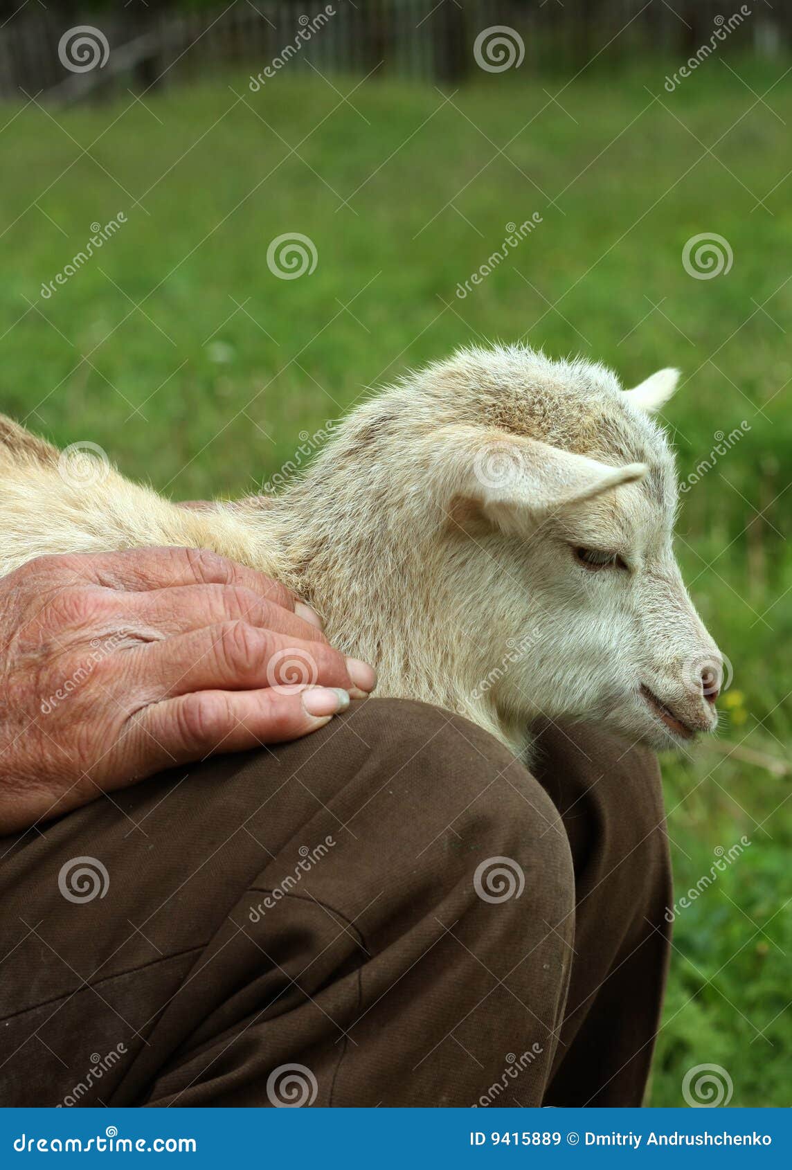Small Goat Of Nubian Breed Stands On A Field With Green Grass, Brown ...