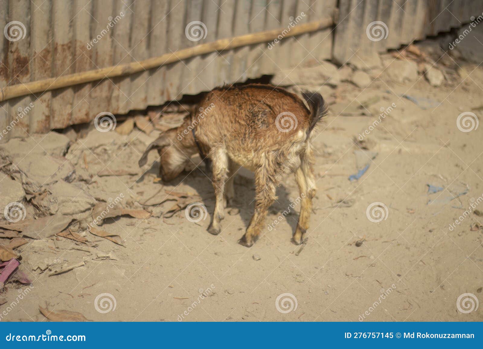 A Small Goat Eatting Something from Soil Stock Image - Image of subject ...