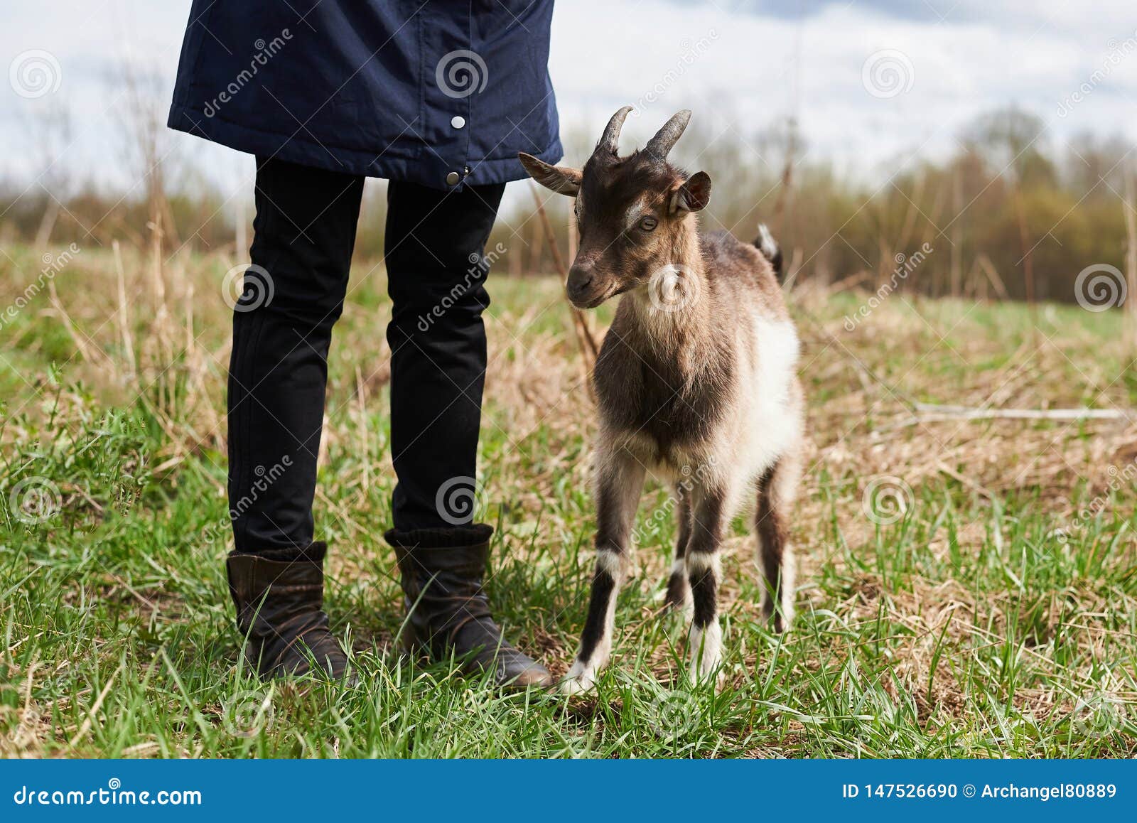 Small goat on the farm. stock photo. Image of mammal - 147526690