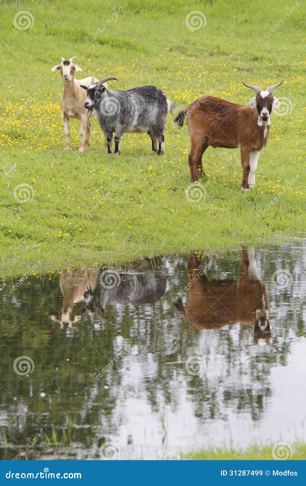 Small Goat Herd stock image. Image of livestock, herd - 31287499