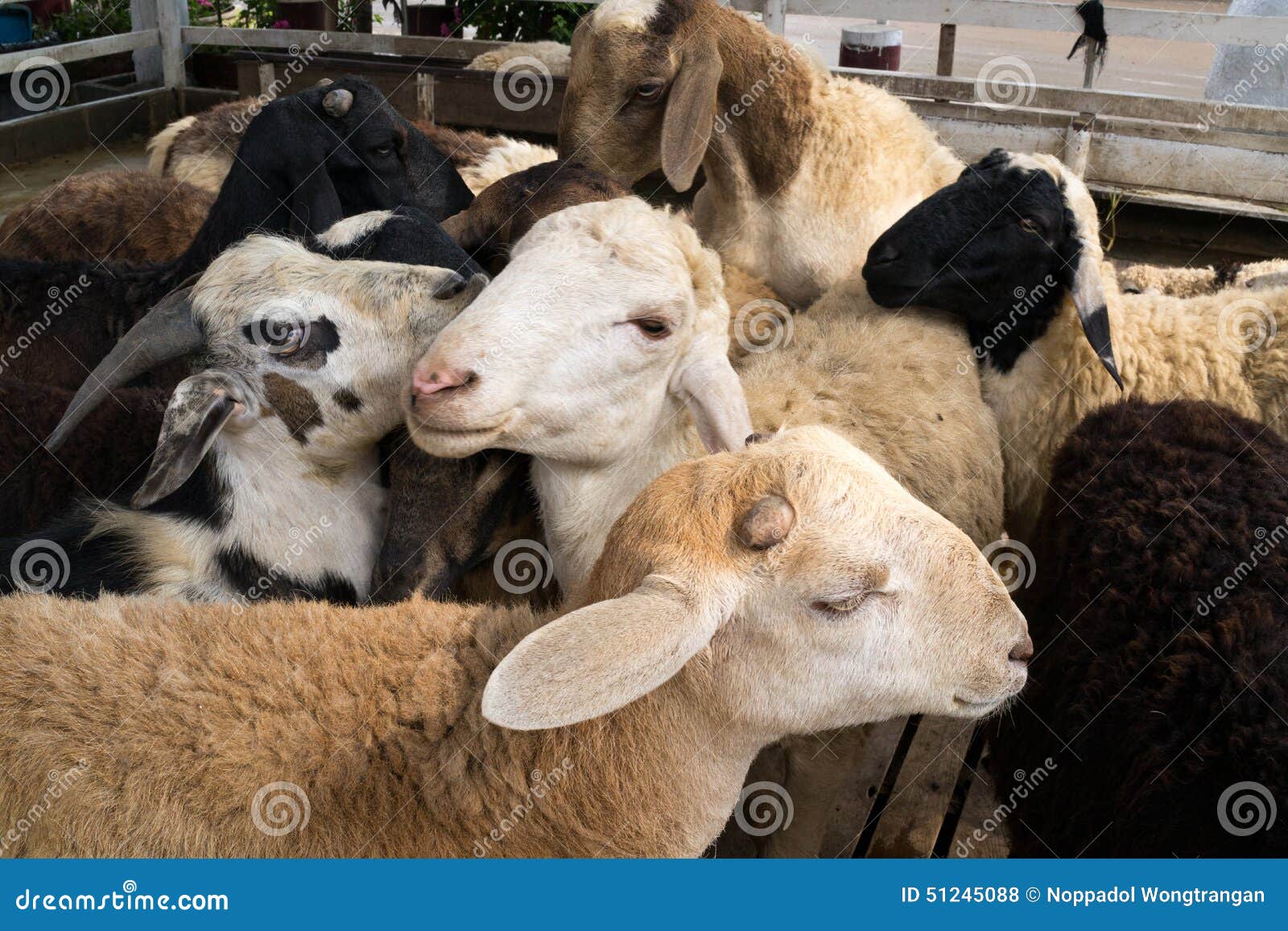 Small goat stable stock photo. Image of animal, goat - 51245088