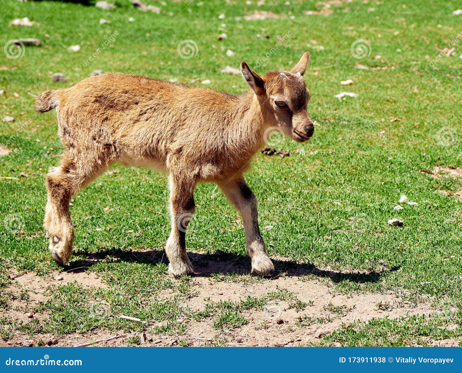 A Small Goat Stands on the Grass. Stock Photo - Image of agriculture ...