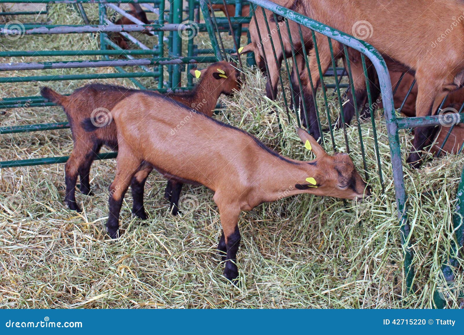 Small goats stock photo. Image of rural, farming, domestic - 42715220