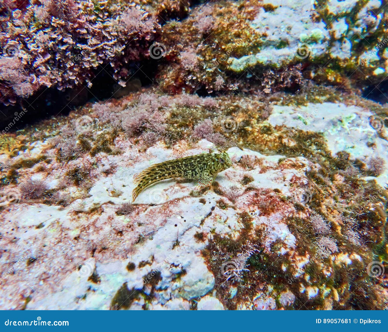 Small goby fish closeup stock image. Image of scene, nature - 89057681