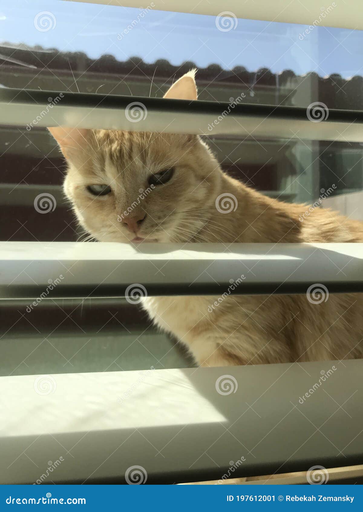 Cat gold white 5546 stock image. Image of friendly, ears - 197612001