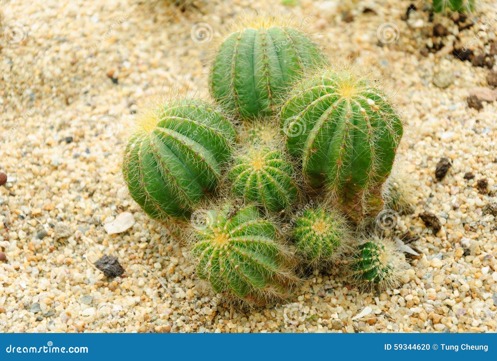 Small Golden ball cactus stock photo. Image of botany - 59344620