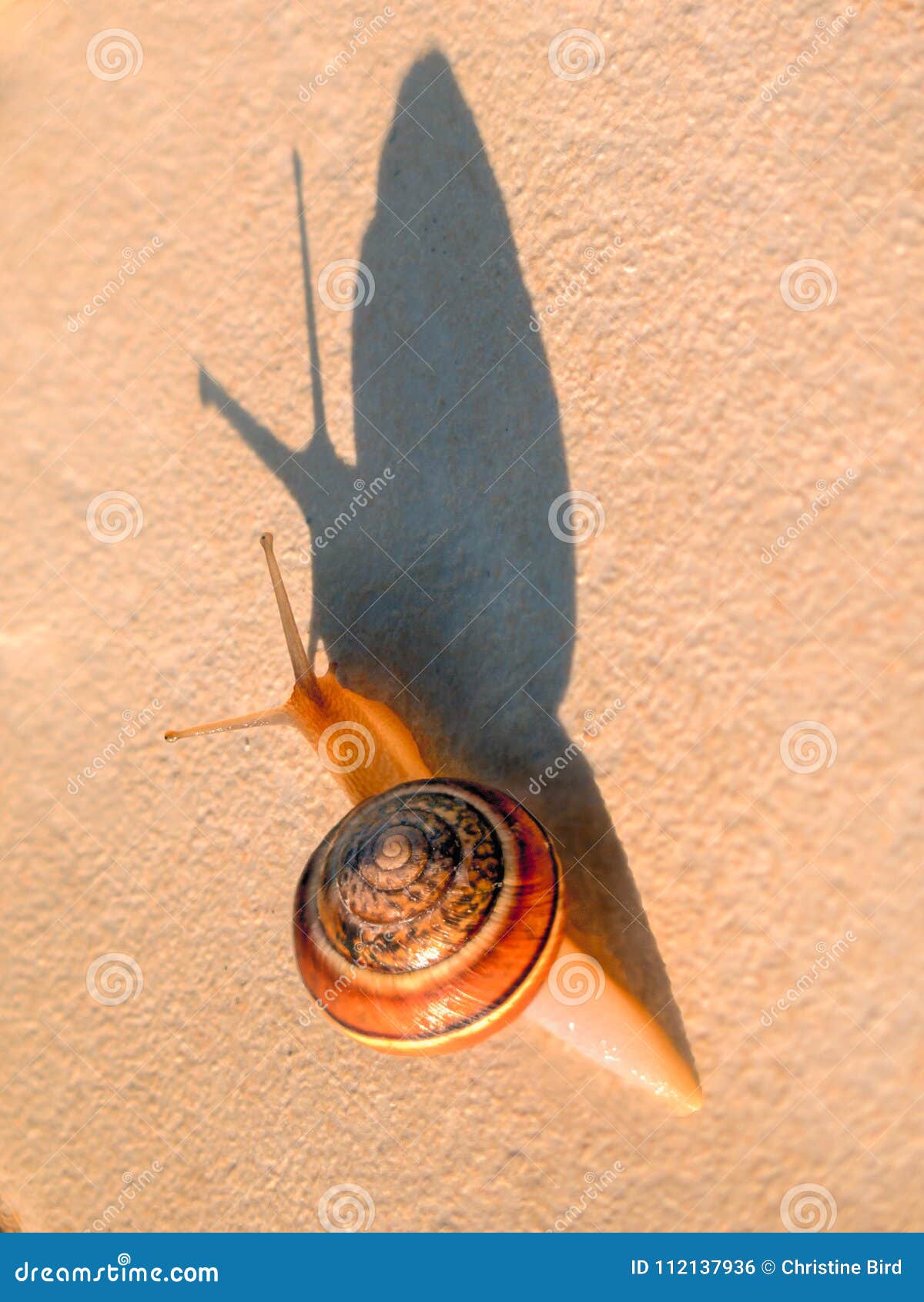 Small Golden Brown Snail with Shadow in Bright Sunlight Stock Photo ...