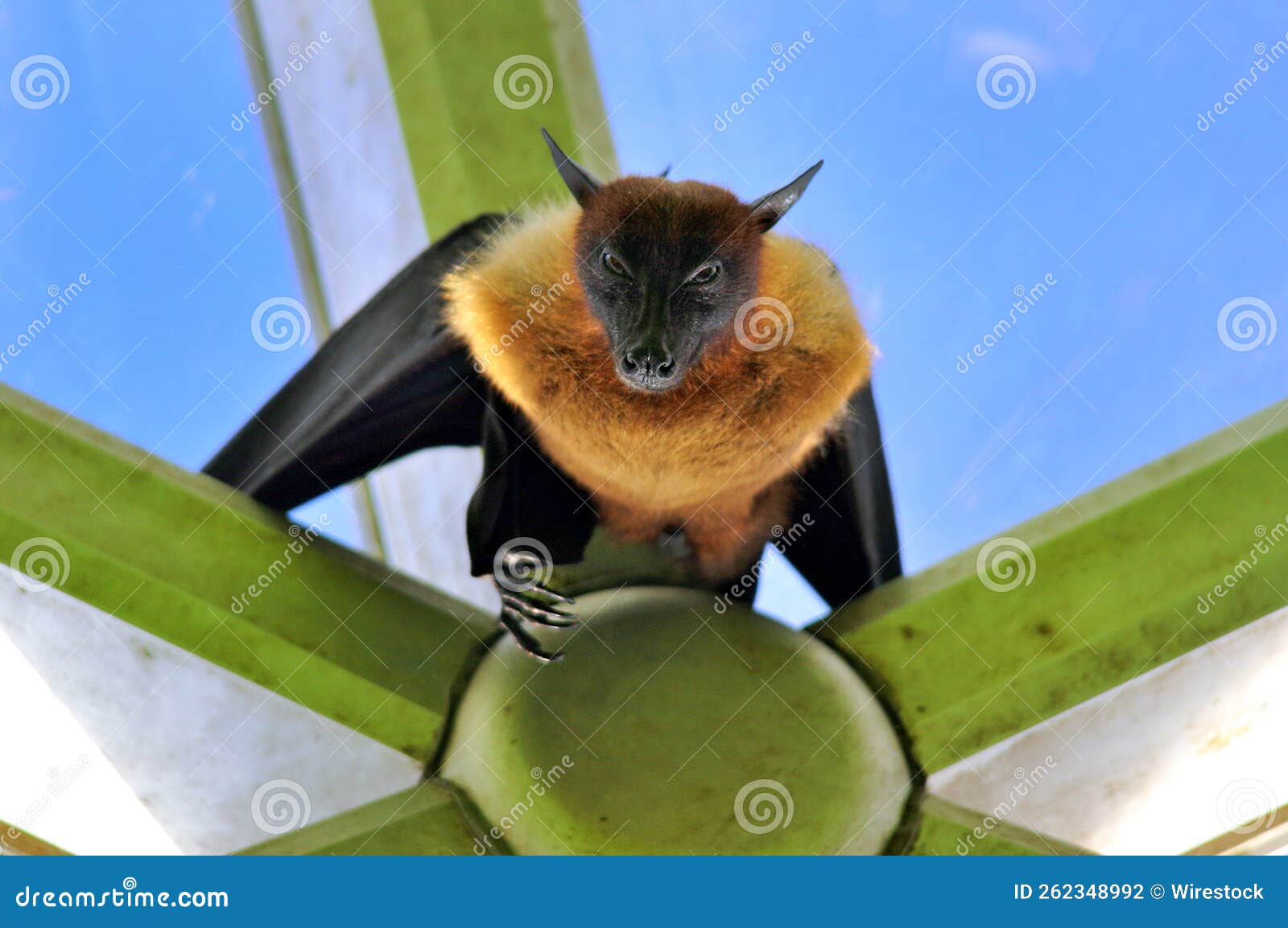 Small Golden-crowned Flying Fox on a Propeller Stock Photo - Image of ...