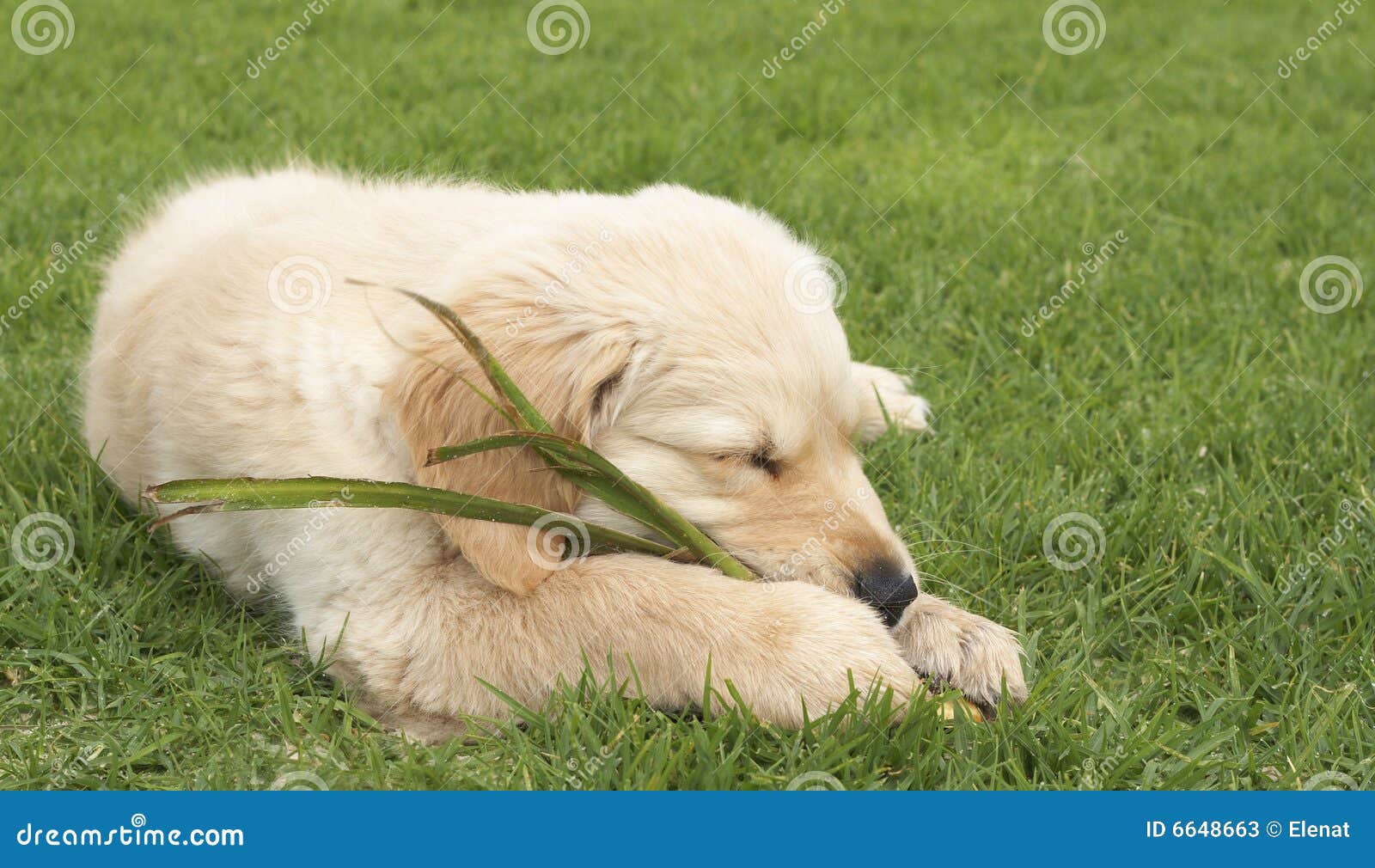 Small Golden Retriever Puppy Stock Image - Image of baby, labrador: 6648663