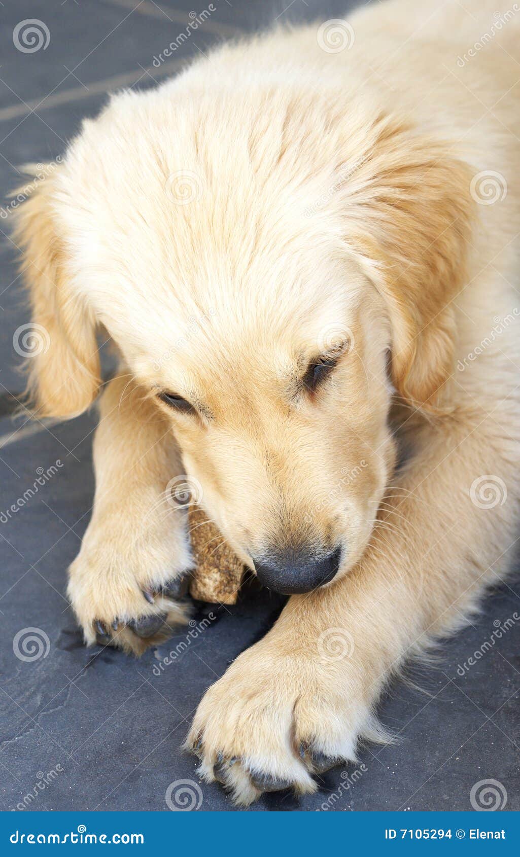 Small Golden Retriever Puppy Stock Photo - Image of expression, blond ...