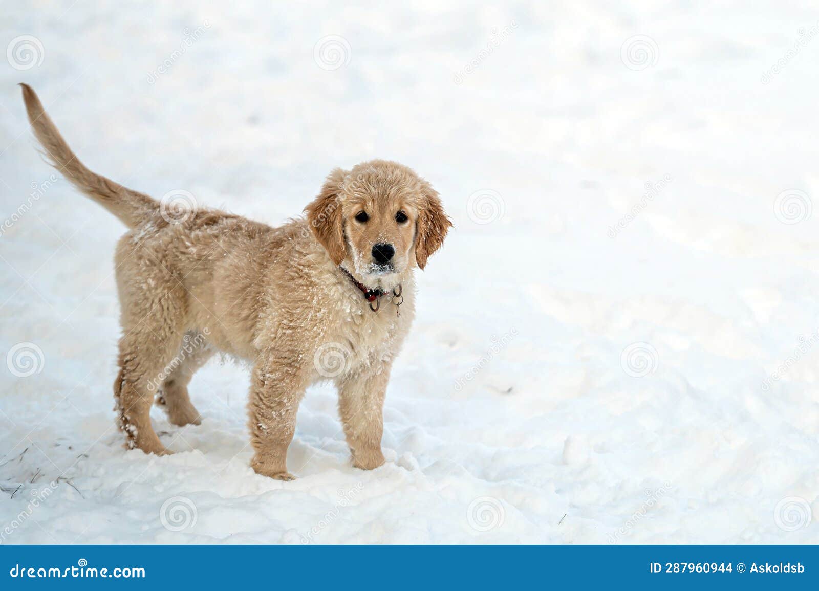 Small Golden Retriever Puppy Playing in the Snow Stock Photo - Image of ...