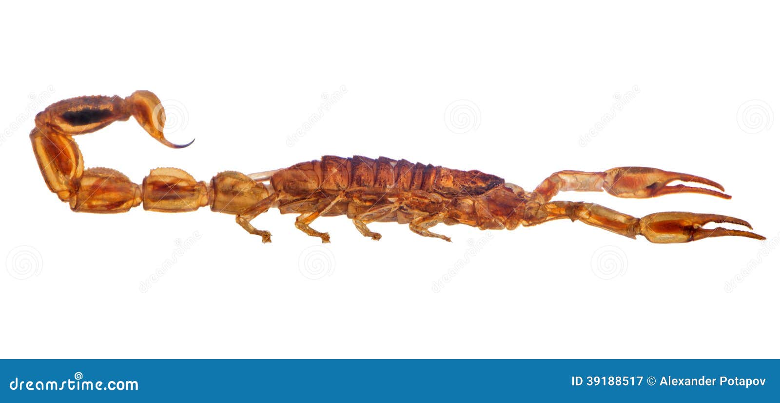 Small Golden Scorpion Side View Stock Image - Image of detail, animal ...