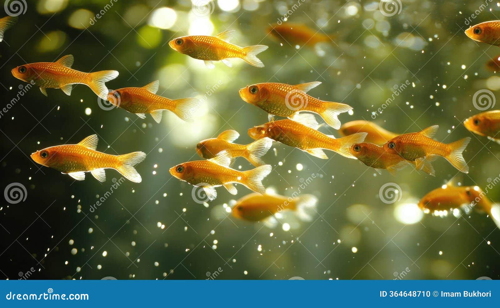 Big And Small Goldfish Royalty-Free Stock Photography | CartoonDealer ...