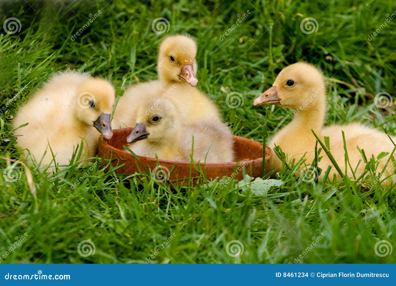 Small goose stock photo. Image of green, farm, goose, spring - 8461234