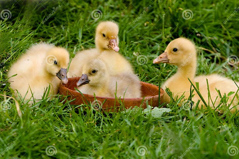 Small goose stock photo. Image of green, farm, goose, spring - 8461234