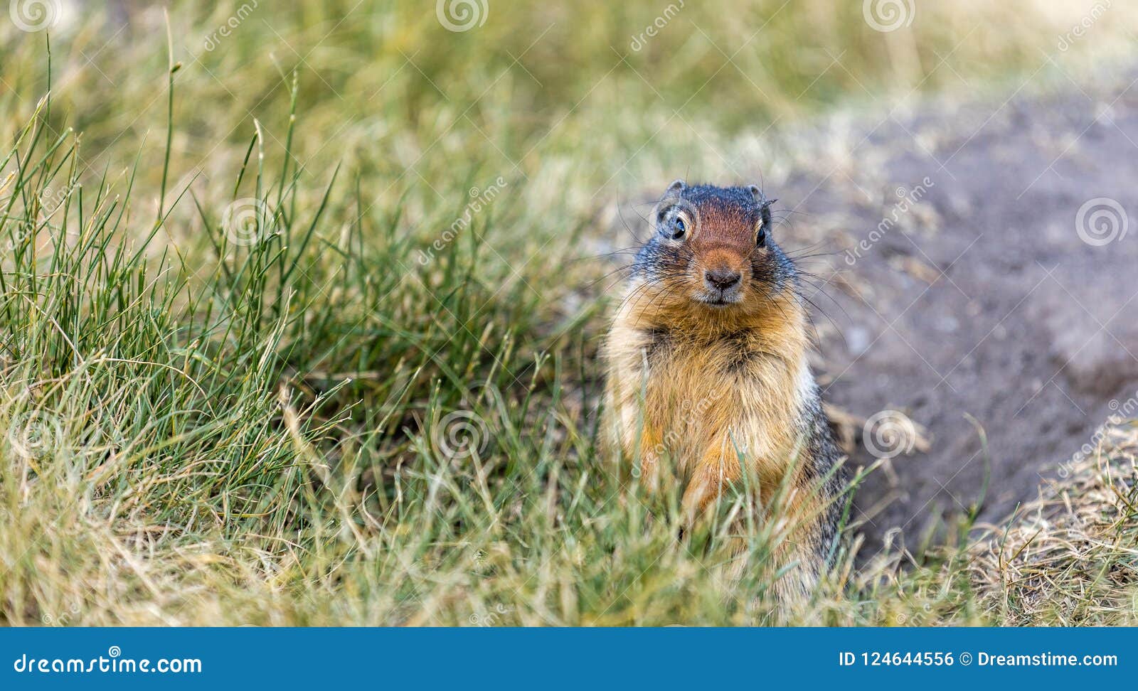 Gopher standing on a mound stock photo. Image of animal - 124644556