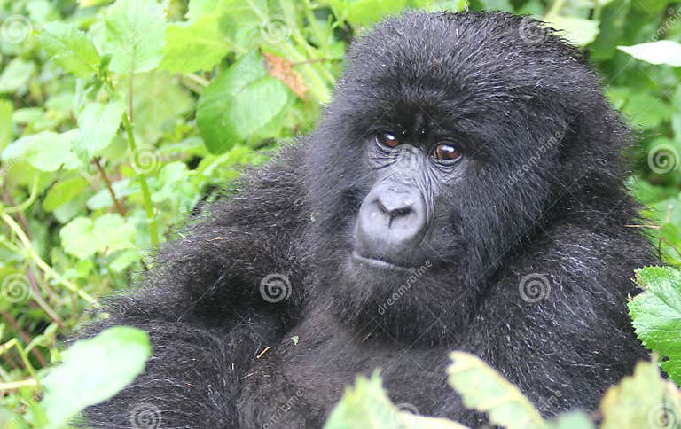 Small Gorilla stock photo. Image of look, rwanda, thoughtful - 25936920