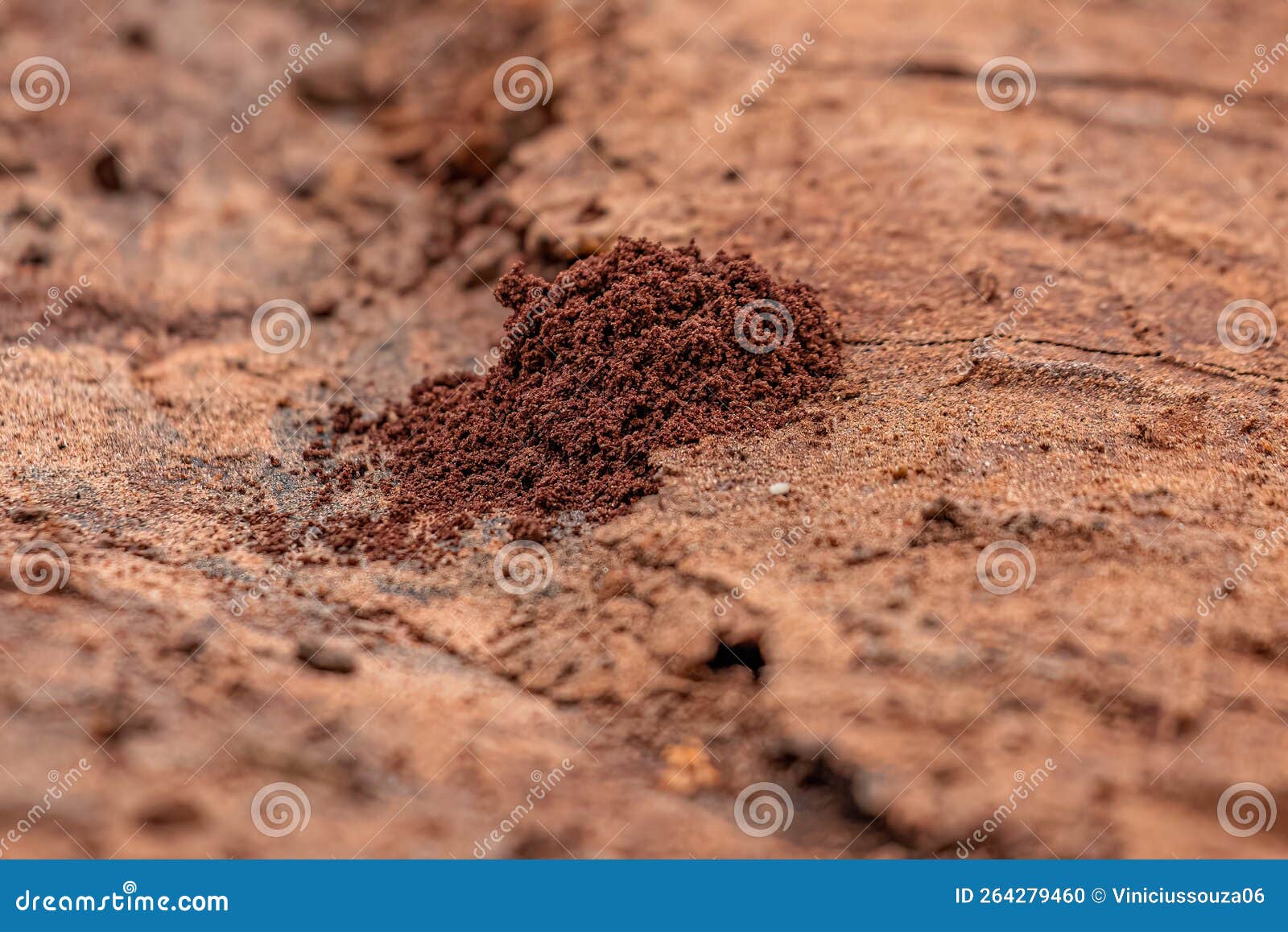 Small Grained Anthill Entrance Stock Photo - Image of brown, anthill ...