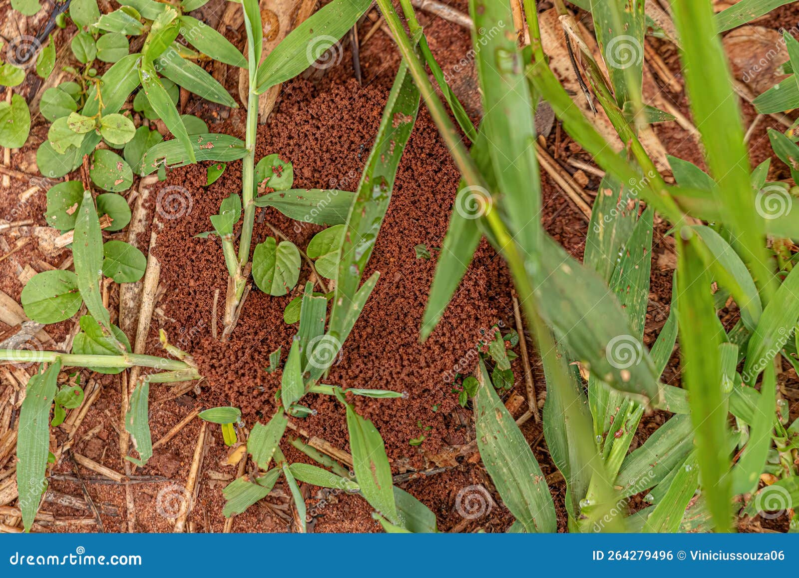 Small Grained Anthill Entrance Stock Photo - Image of nature, small ...
