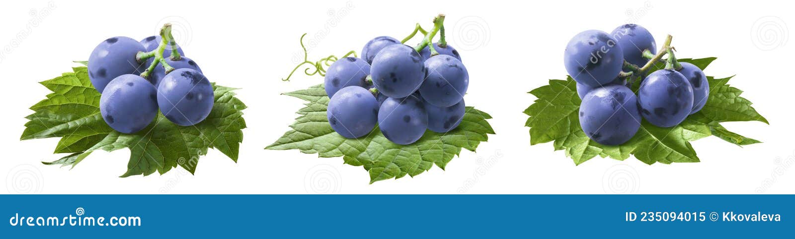 Small Grape Bunches on Leaves Set Isolated on White Background Stock ...