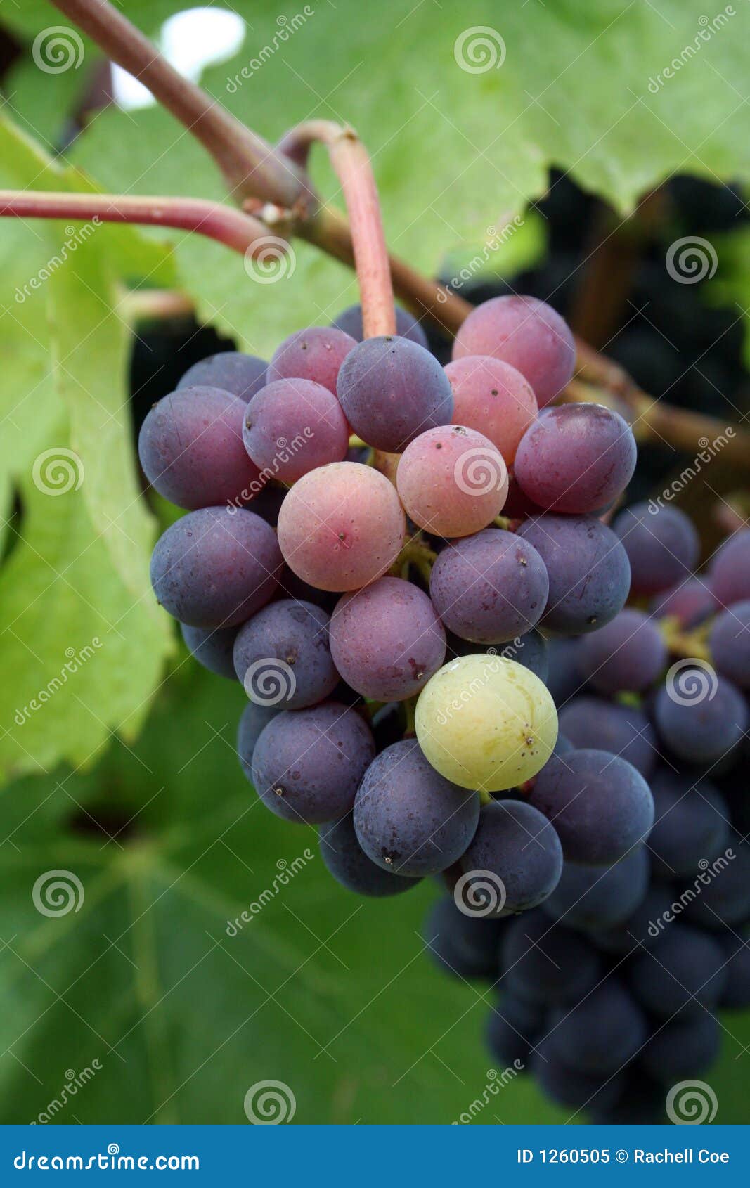 Small Grape Cluster stock image. Image of leafy, leaf - 1260505