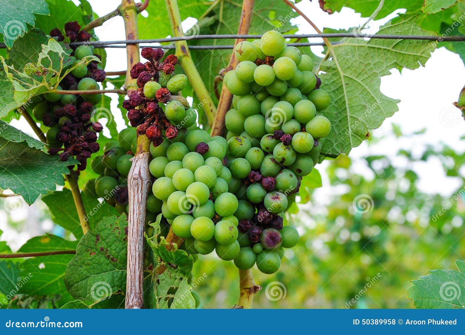 Small Grape Cluster stock photo. Image of natural, green - 50389958