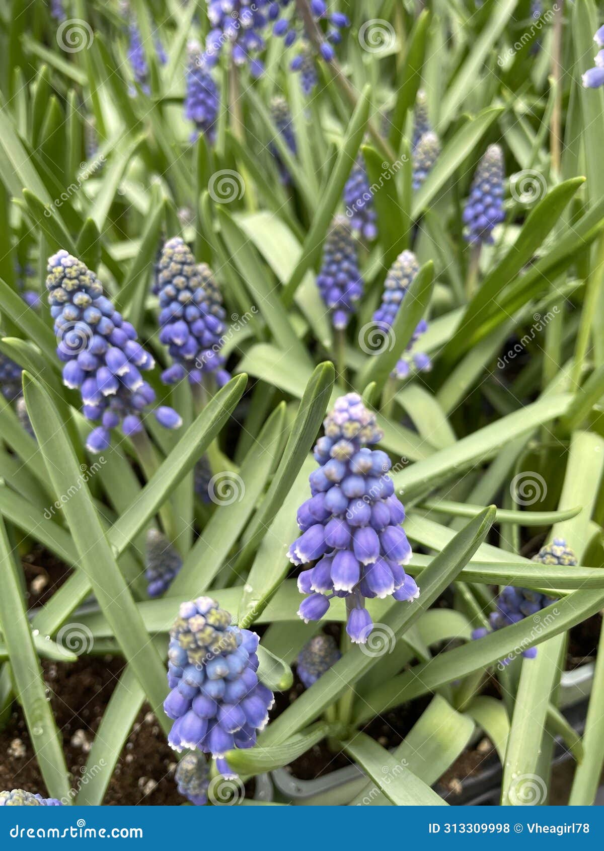 Small Grape Hyacinth Starting in Its Bloom Stock Photo - Image of plant ...